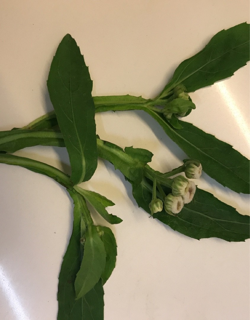 Pluchea sagittalis - PictureThis