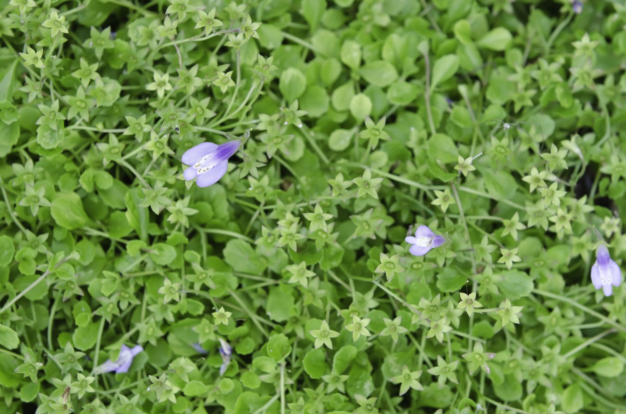 Mazus Care (Watering, Fertilize, Pruning, Propagation) - PictureThis