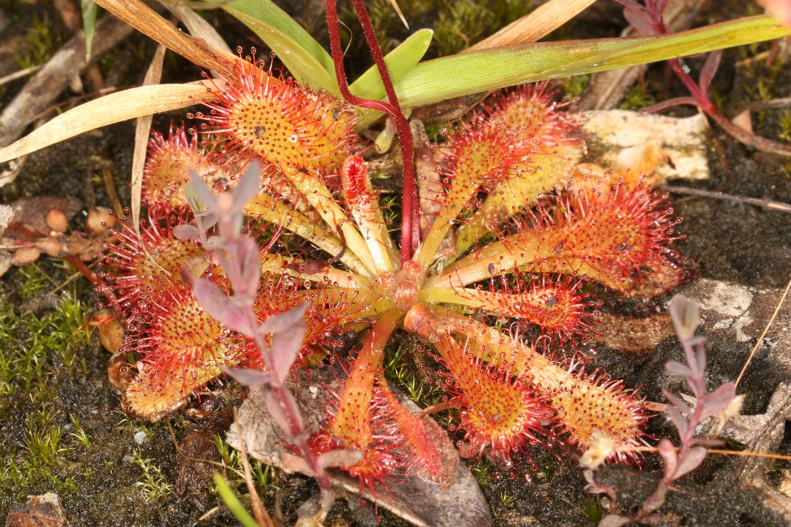 Drosera spatulata - PictureThis