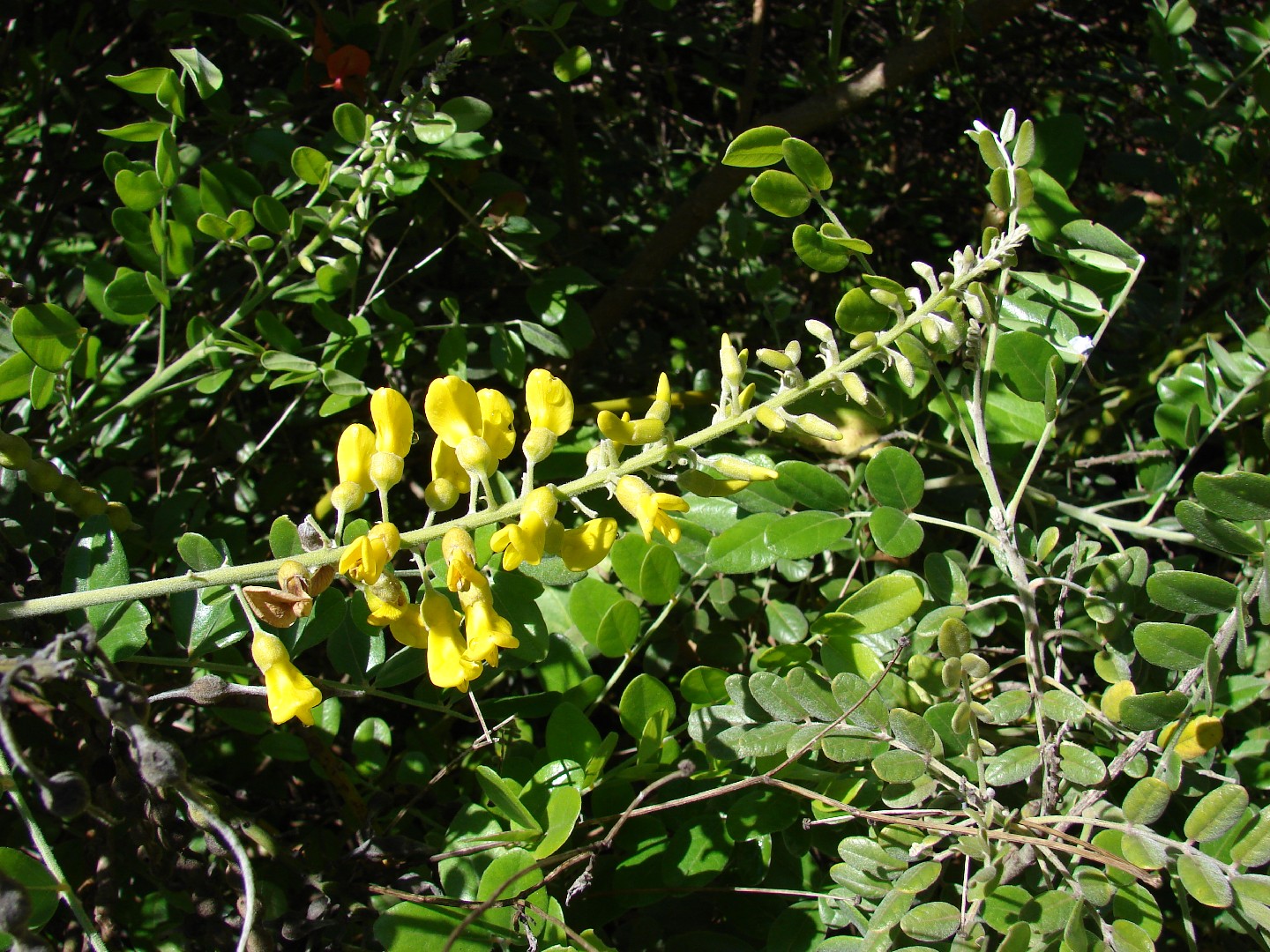How to Plant and Grow Necklacepod(Sophora tomentosa)