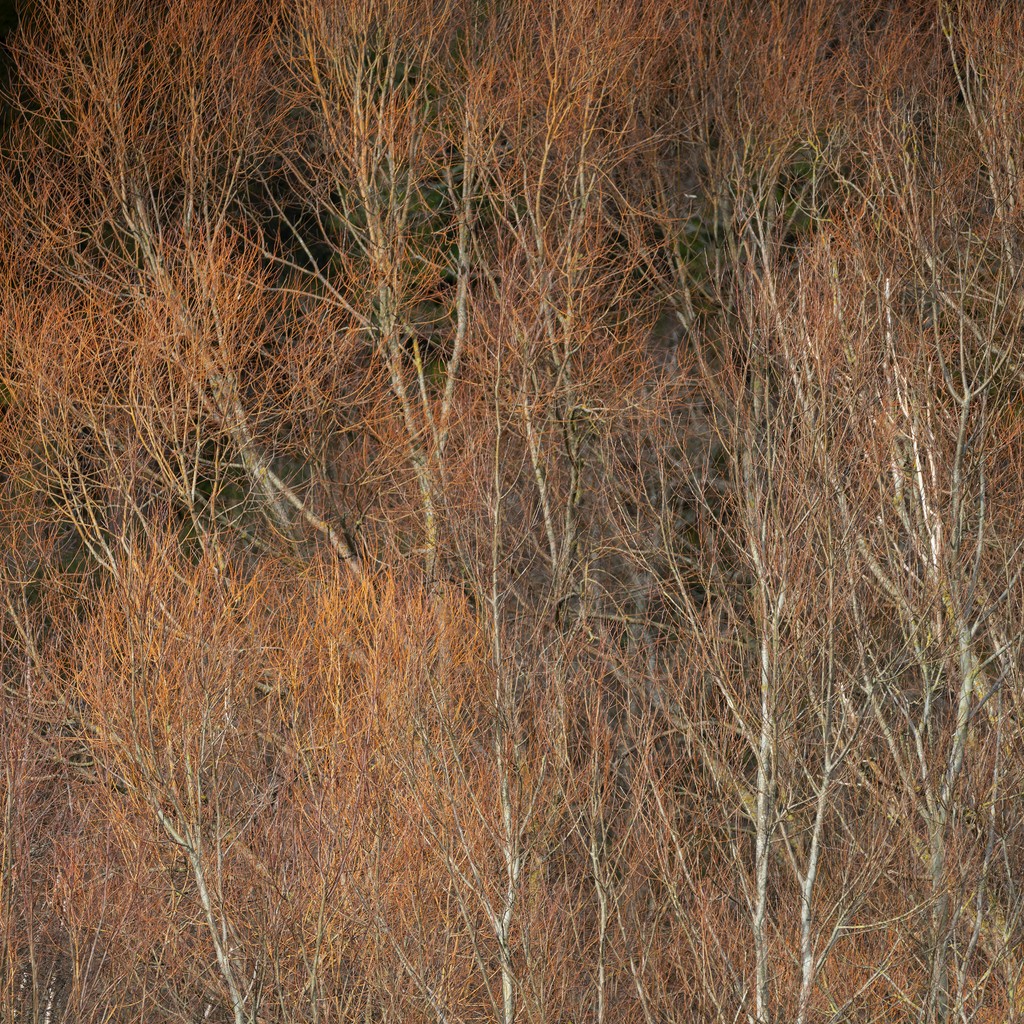 Betula (Betula) Flower, Leaf, Care, Uses - PictureThis