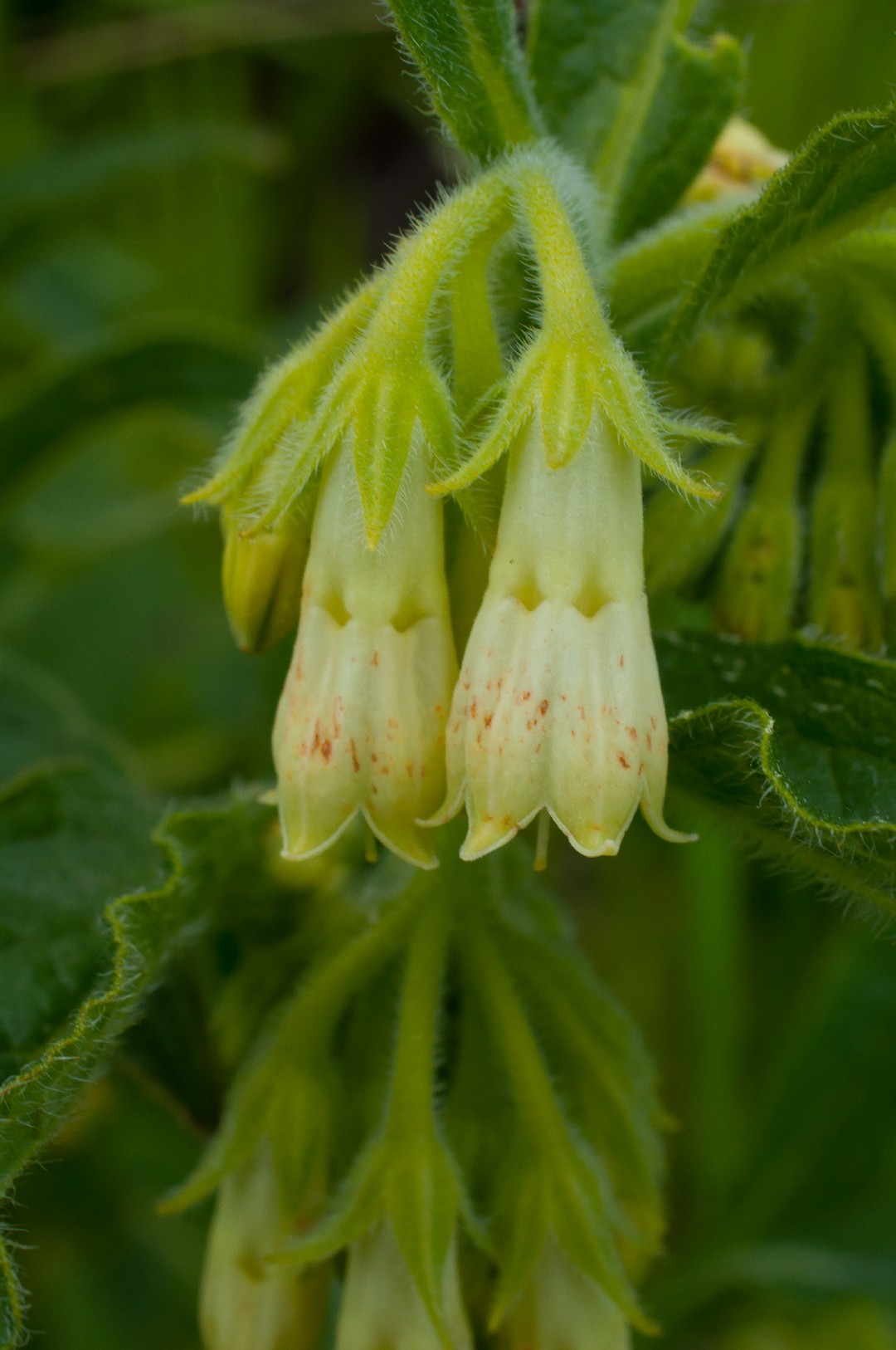 Tuberous comfrey (Symphytum tuberosum) Flower, Leaf, Care, Uses ...