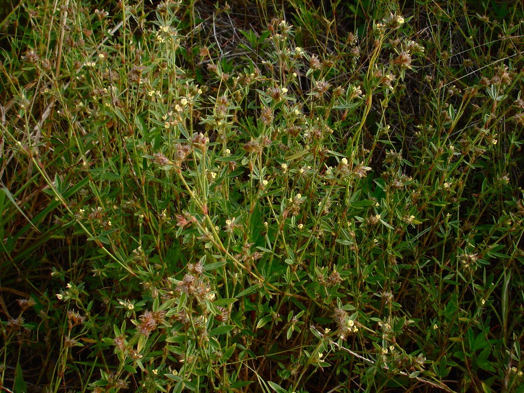 Stylosanthes guianensis - PictureThis