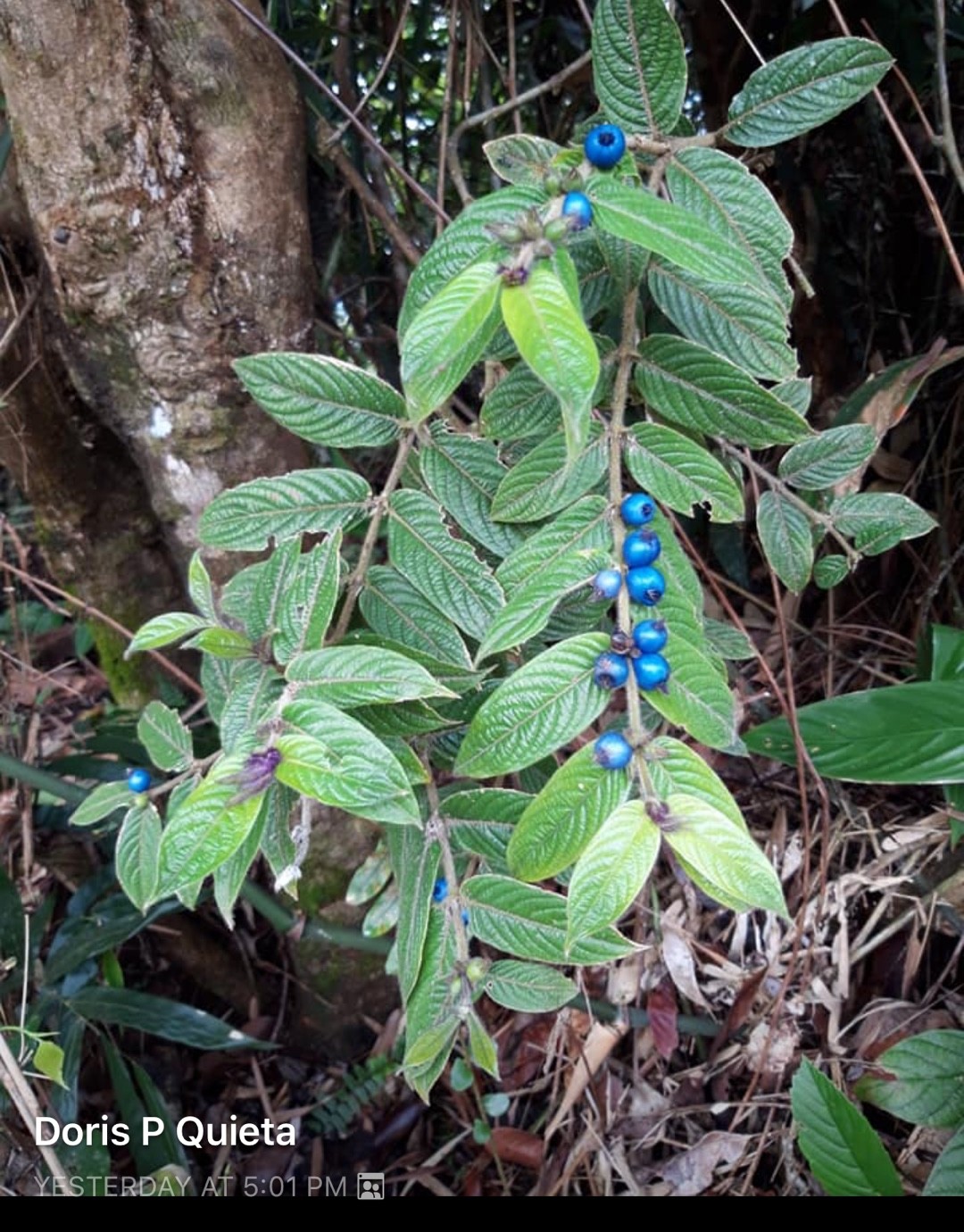 Lasianthus - PictureThis