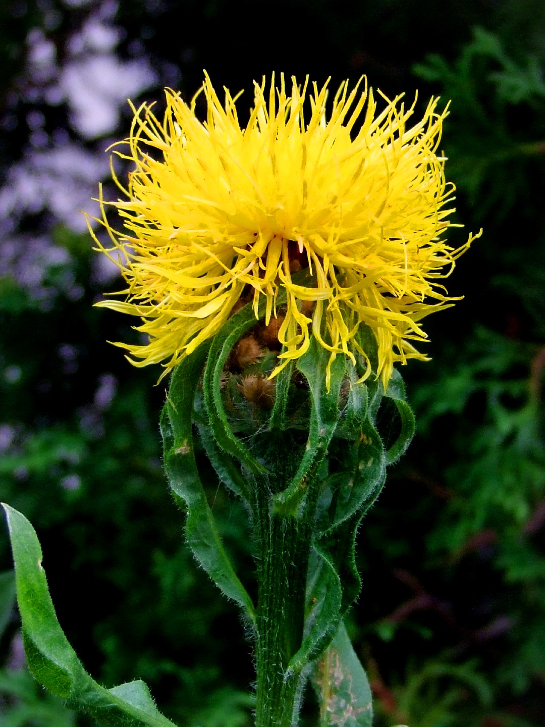 Big-head knapweed (Centaurea macrocephala) Flower, Leaf, Care, Uses ...