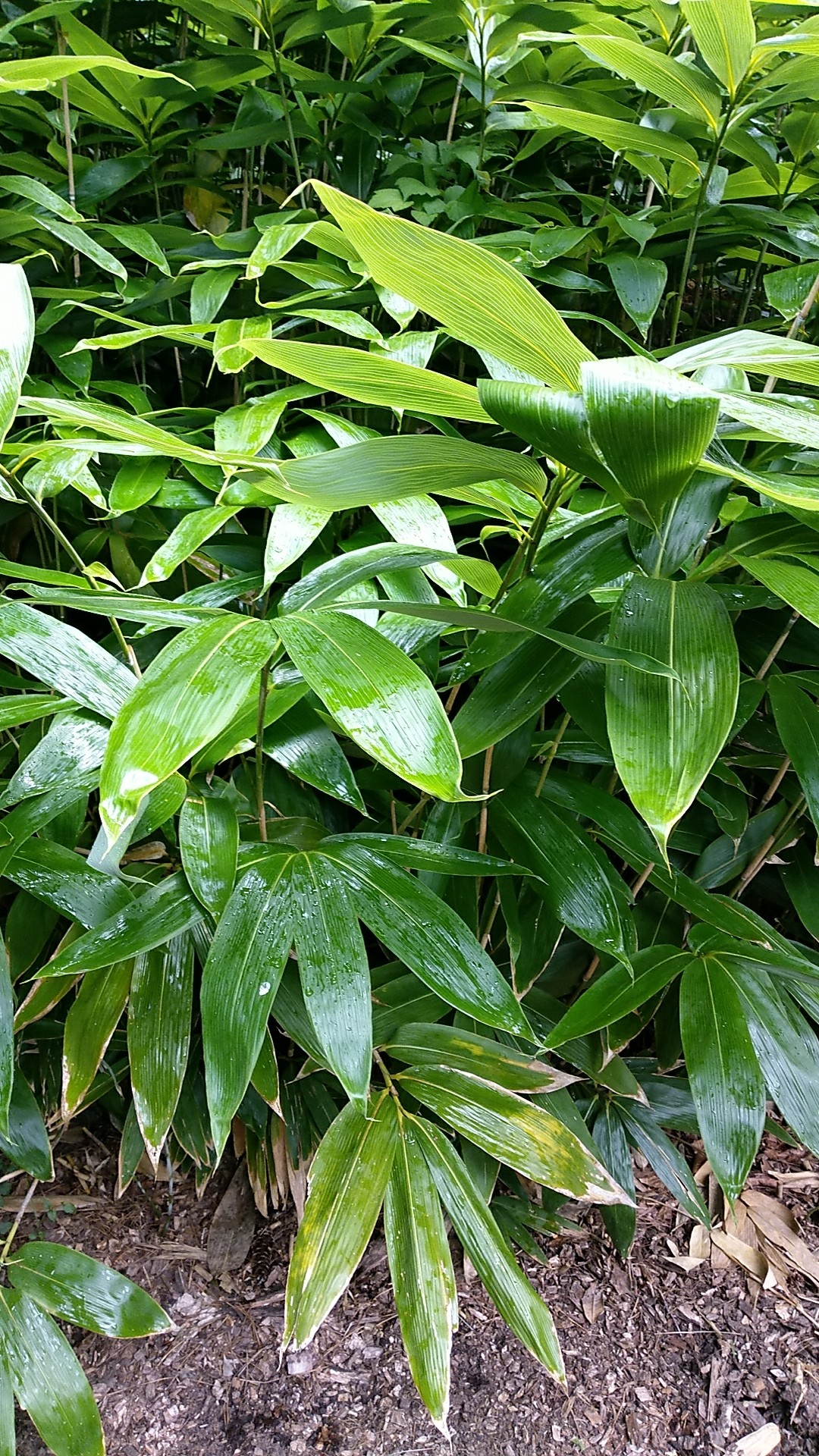 Sasa 花言葉，毒性，よくある質問 - PictureThis