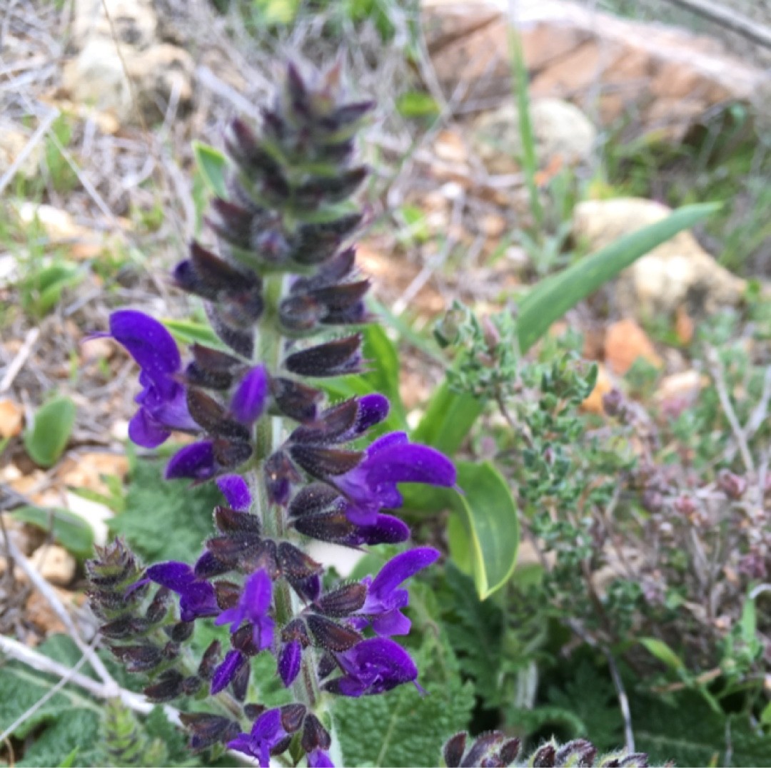 What's the difference between watering my Wild clary indoors and ...