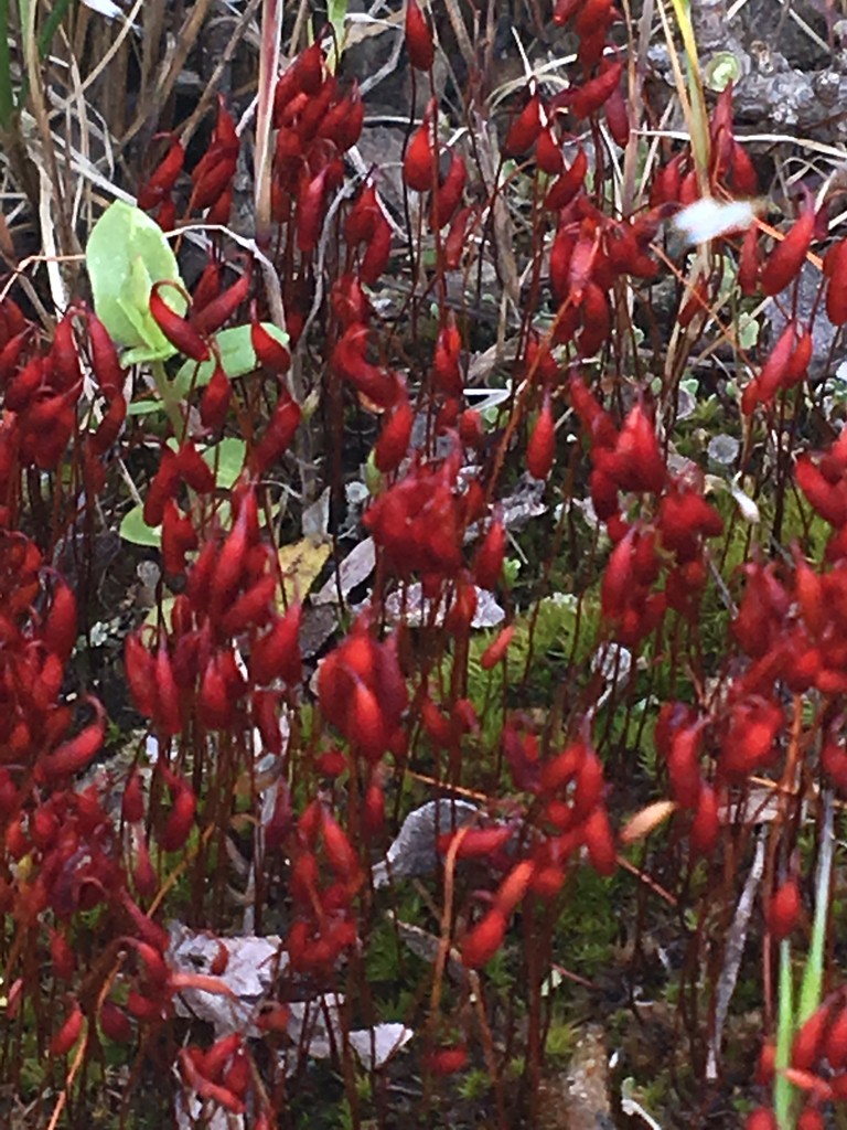 Bryales Flower, Leaf, Care, Uses - PictureThis