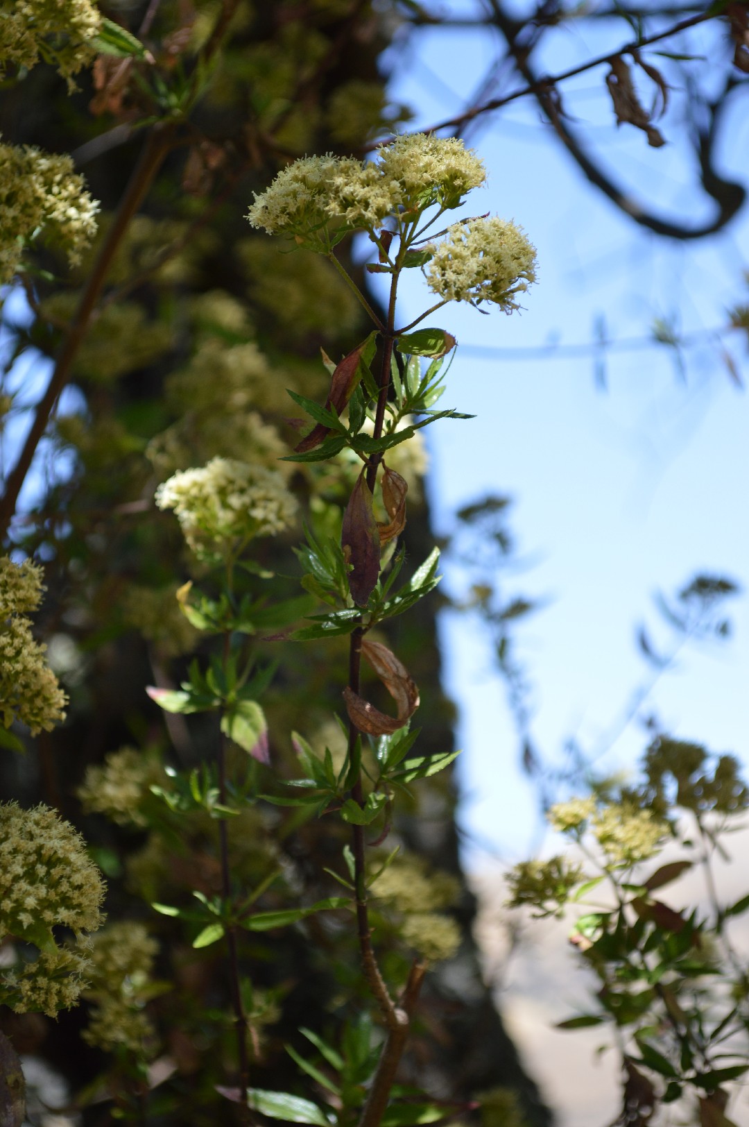 Chilca (Baccharis latifolia) - PictureThis