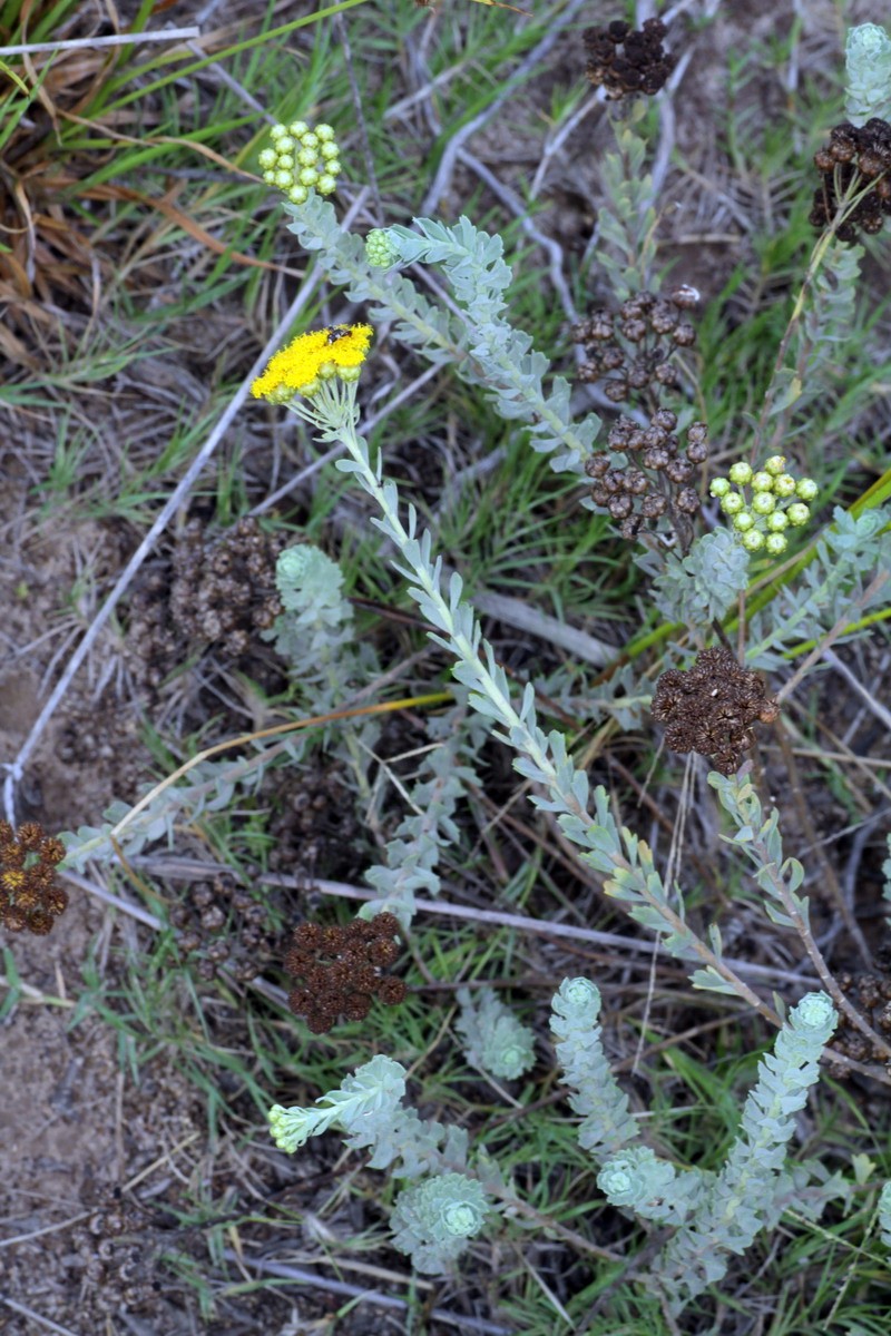 Athanasia trifurcata - PictureThis