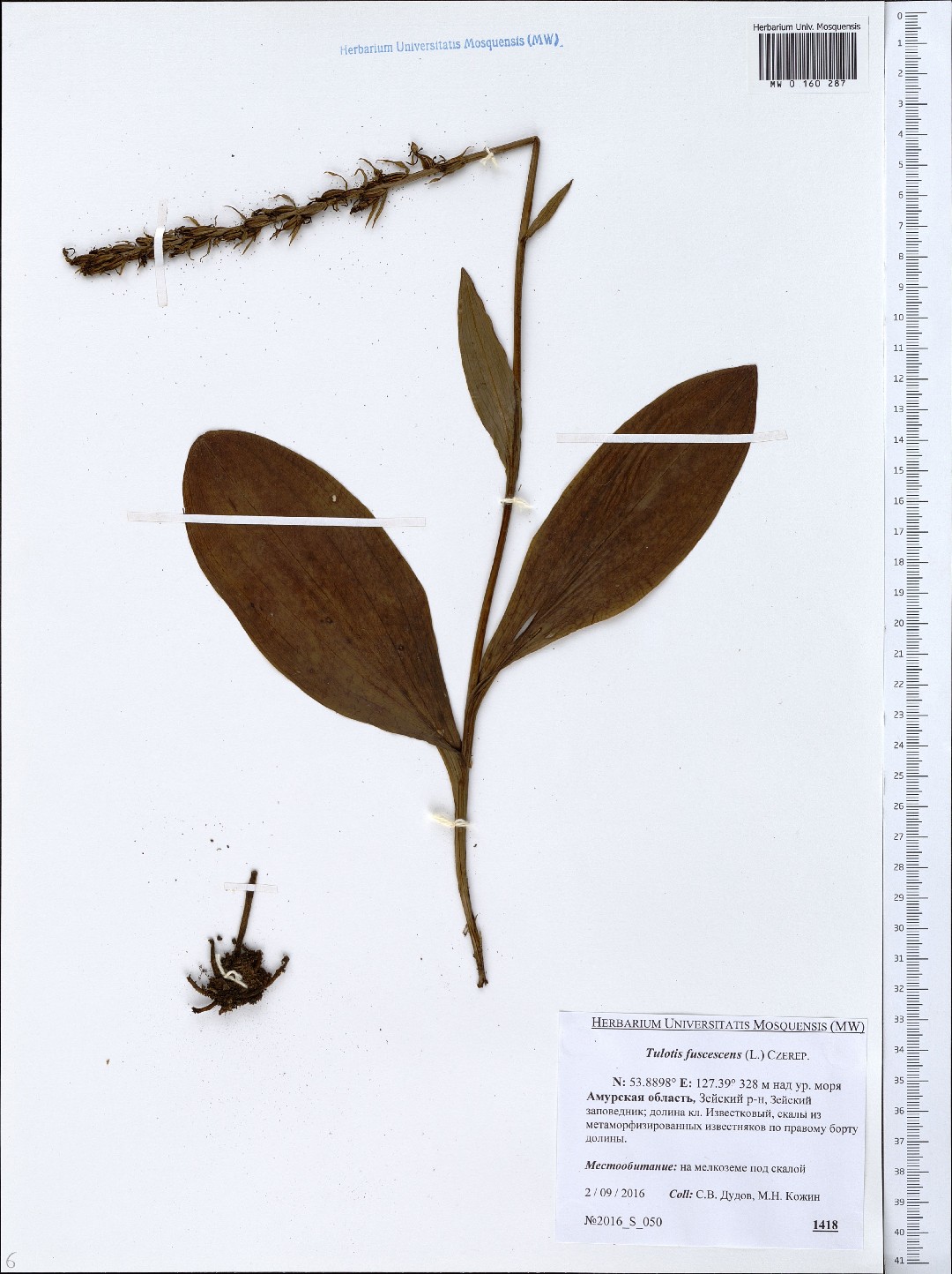 Platanthera fuscescens - PictureThis