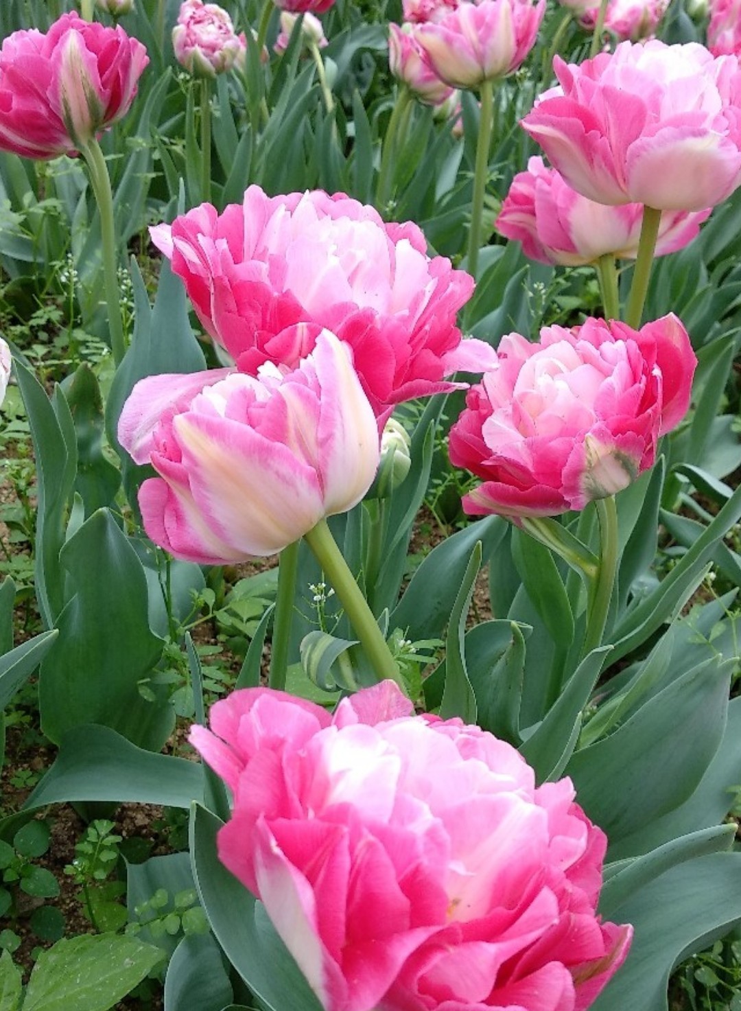 Tulipa 'Double Sugar' - PictureThis