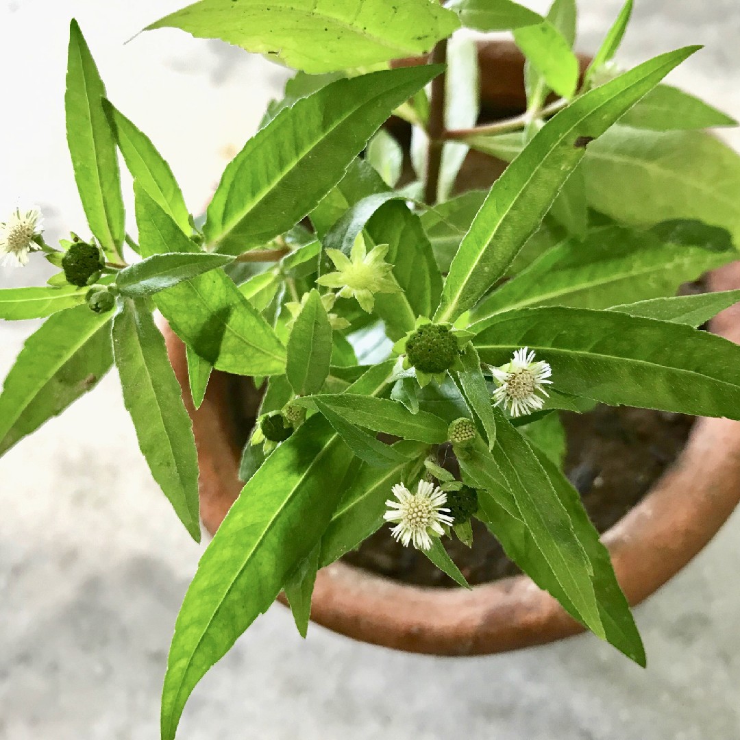 Eclipta - PictureThis