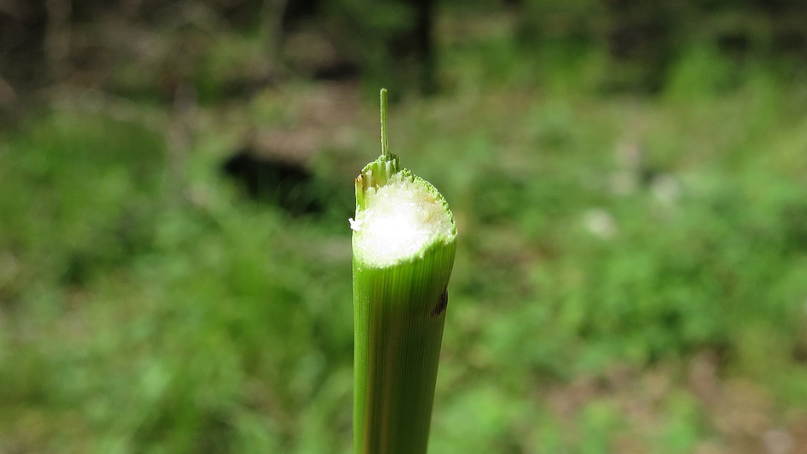 Cyperus cyperoides - PictureThis