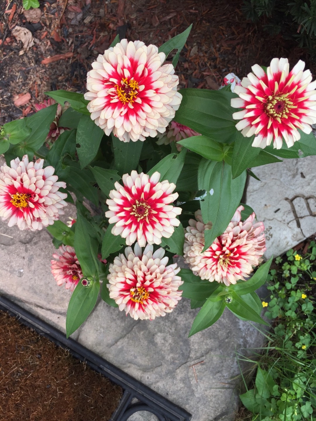 Zinnia elegans 'Mazurkia' - PictureThis