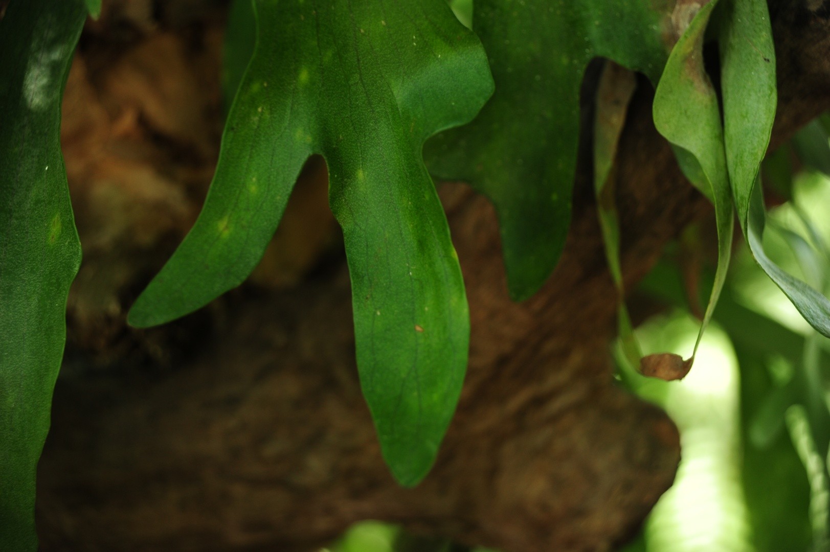 Elkhorn fern (Platycerium bifurcatum) Flower, Leaf, Care, Uses ...