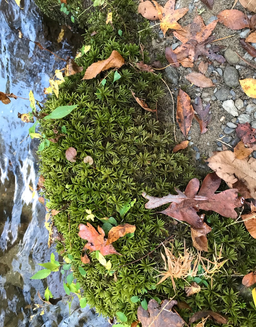 American climacium moss (Climacium americanum) Flower, Leaf, Care, Uses ...