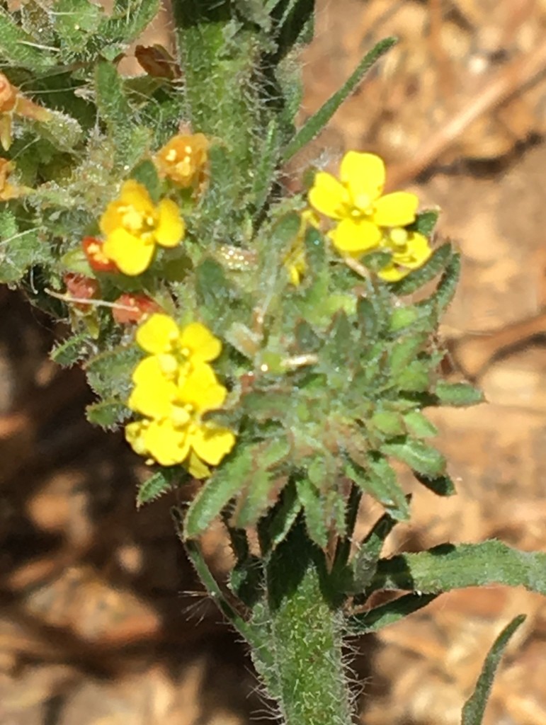 Santa cruz island suncup (Camissoniopsis hirtella) Flower, Leaf, Care ...