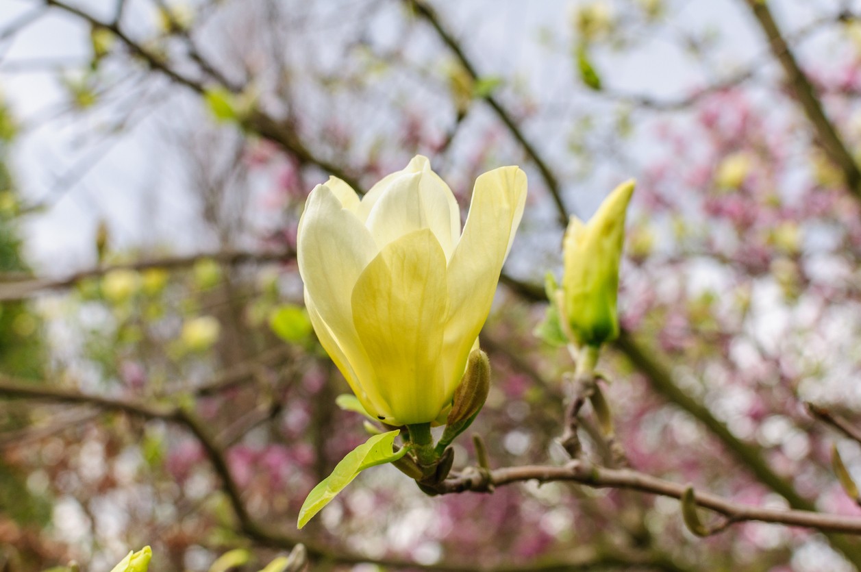 Magnolia 'Butterflies' - PictureThis
