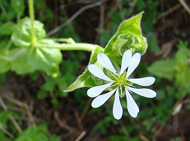 Hierba del pollo mexicana (Stellaria cuspidata) - PictureThis