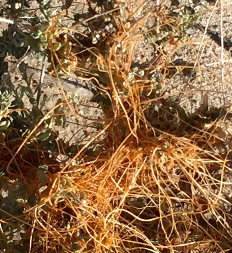 Cuscuta denticulata - PictureThis