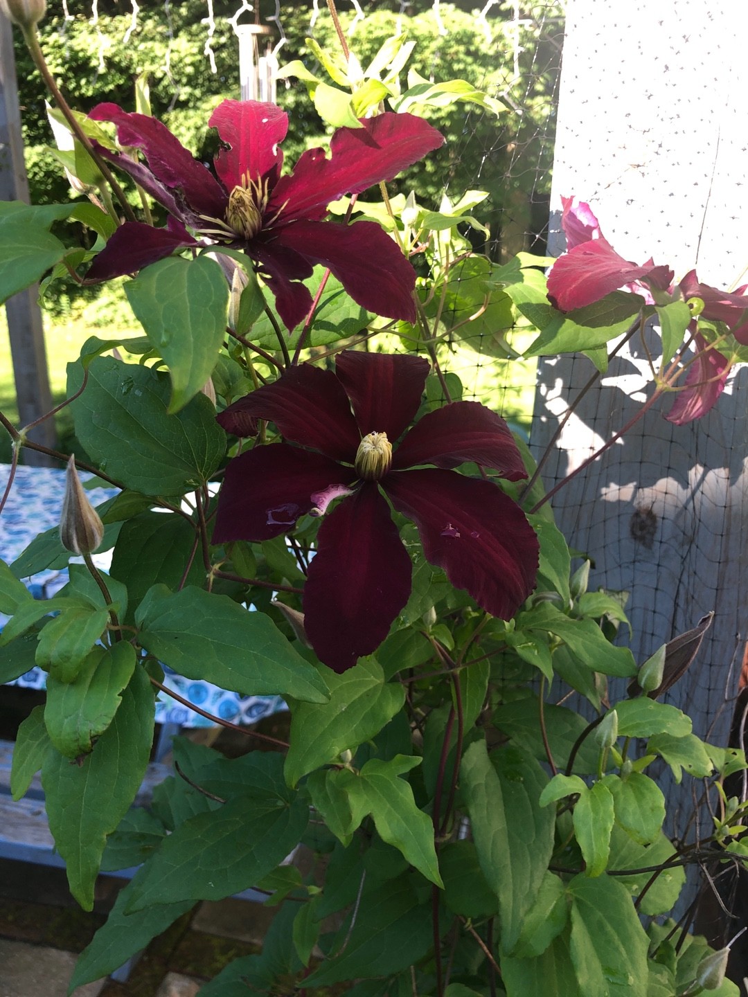Rouge Cardinal Clematis Vine