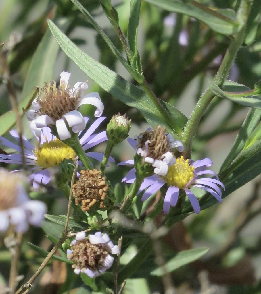 Suisun marsh aster (Symphyotrichum lentum) Flower, Leaf, Care, Uses - PictureThis