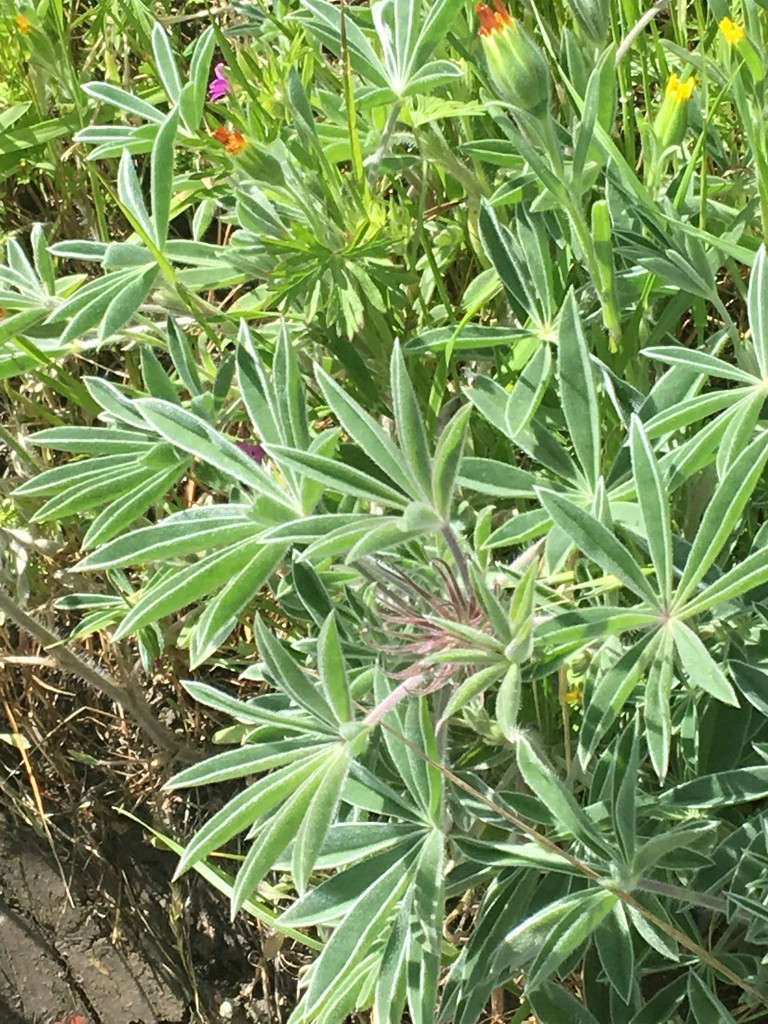 Lupinus formosus - PictureThis
