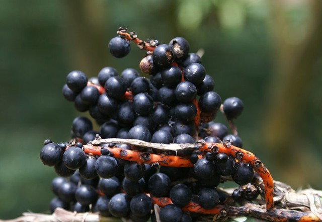 Palma de bambú (Chamaedorea seifrizii) - PictureThis