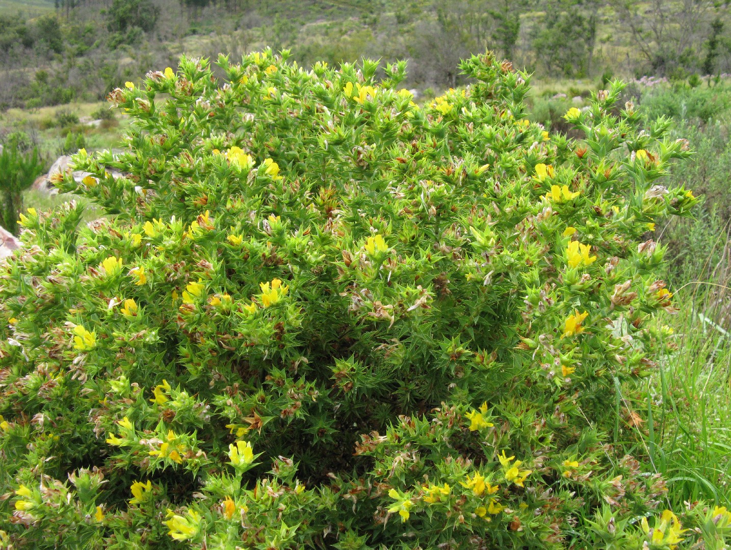 Aspalathus cordata - PictureThis