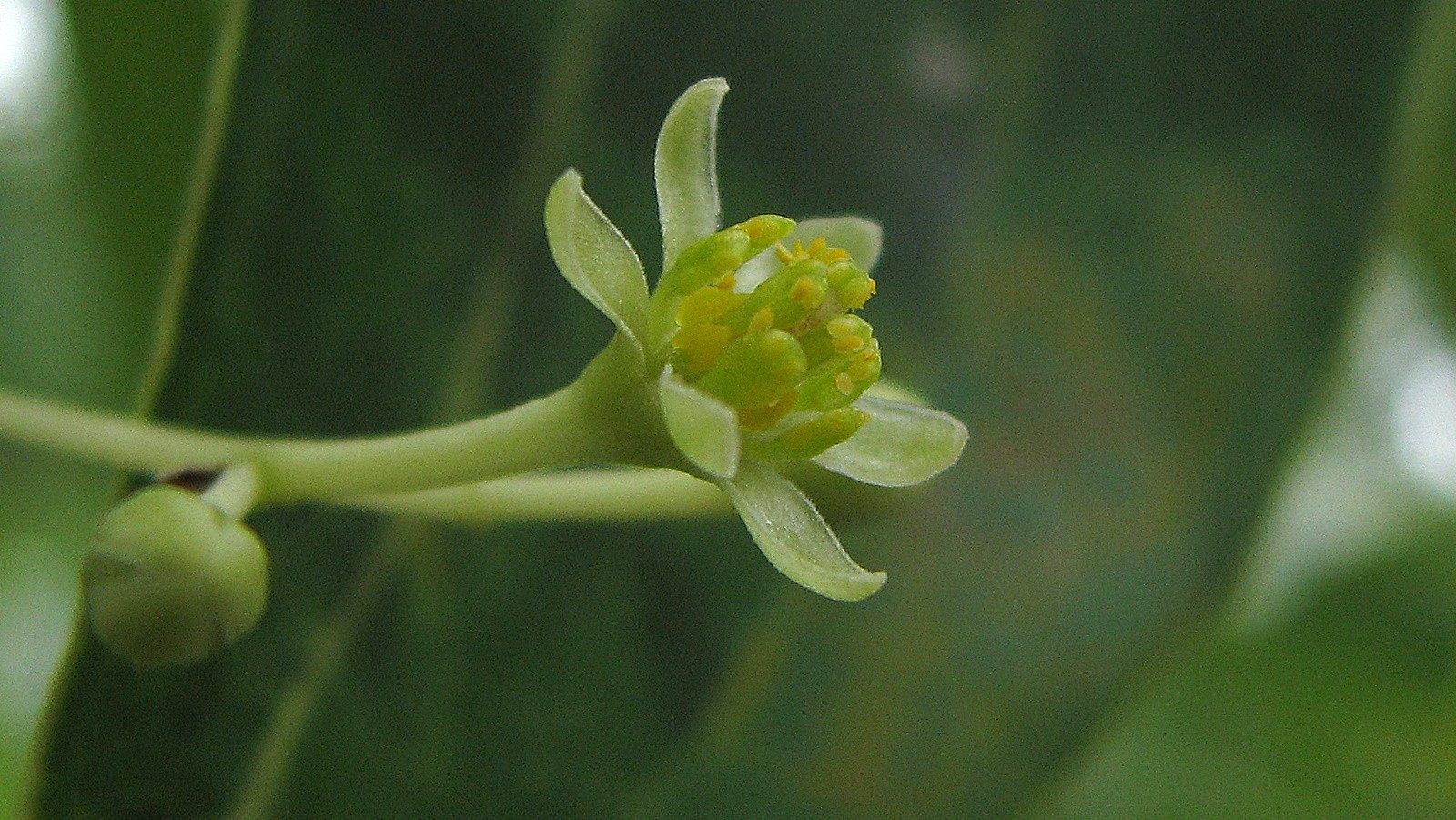 Cinnamomum iners - PictureThis