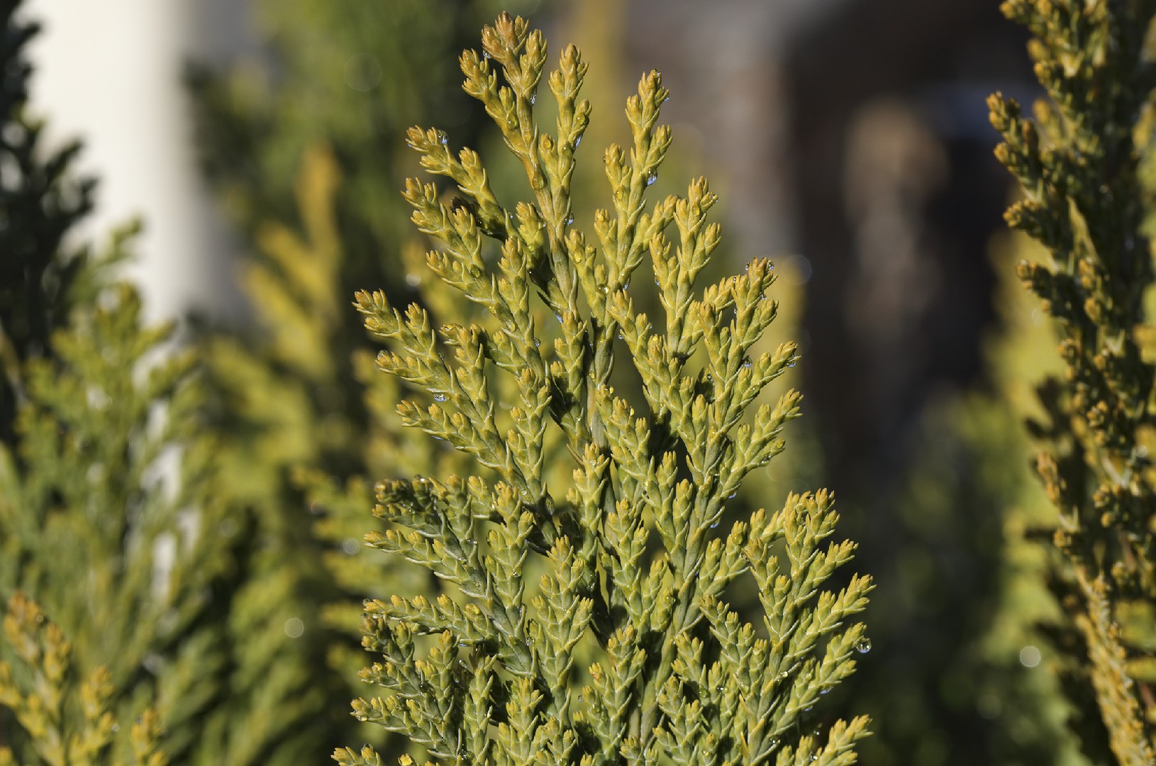 Tuyas orientales (Platycladus) - PictureThis