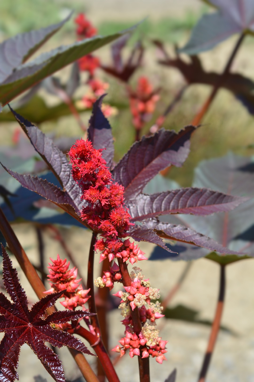 Castor Bean Care (Watering, Fertilize, Pruning, Propagation) - PictureThis