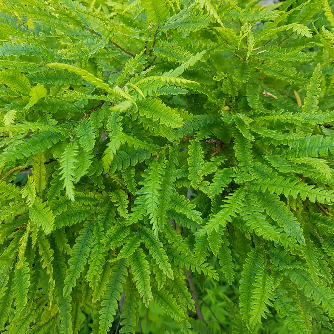 Comptonia Care (Watering, Fertilize, Pruning, Propagation) - PictureThis