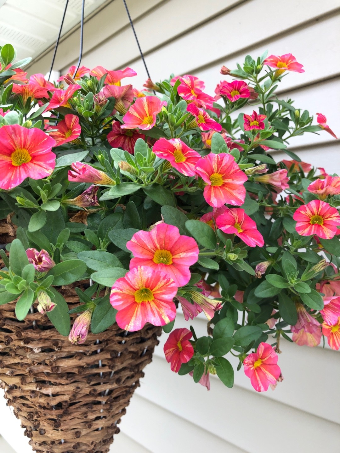 Calibrachoa - PictureThis