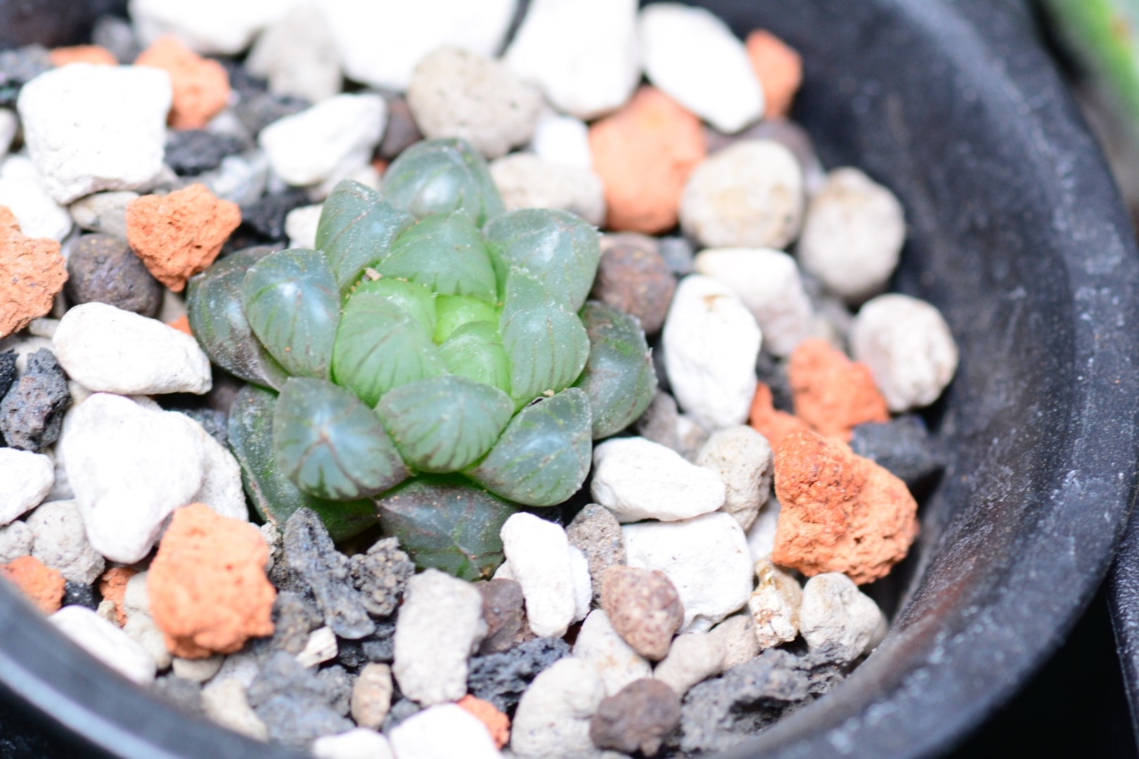 How to Plant and Grow Haworthia cooperi var. truncata(Haworthia cooperi ...