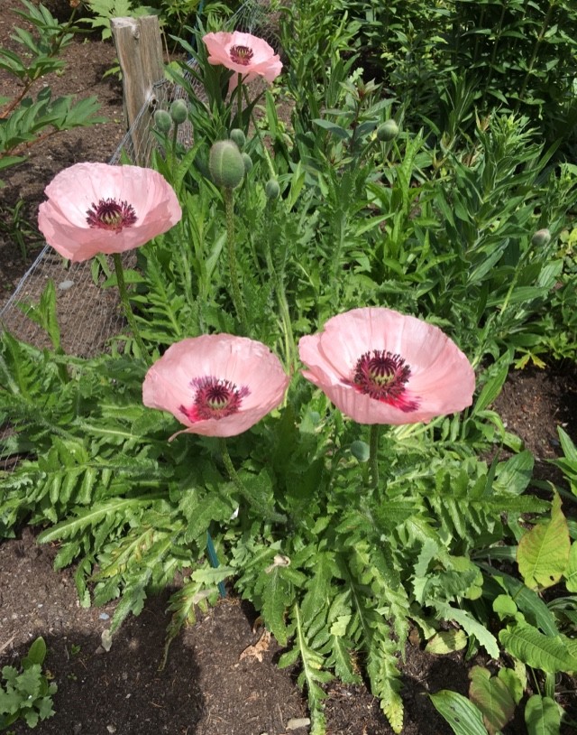 Papaver - PictureThis