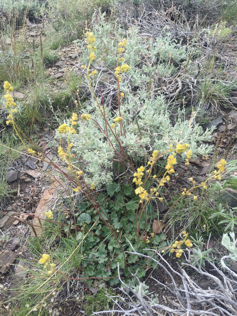 Heuchera parvifolia - PictureThis