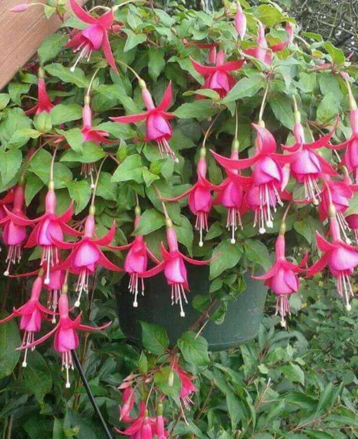 Fuchsias (Fuchsia) Flower, Leaf, Care, Uses - PictureThis