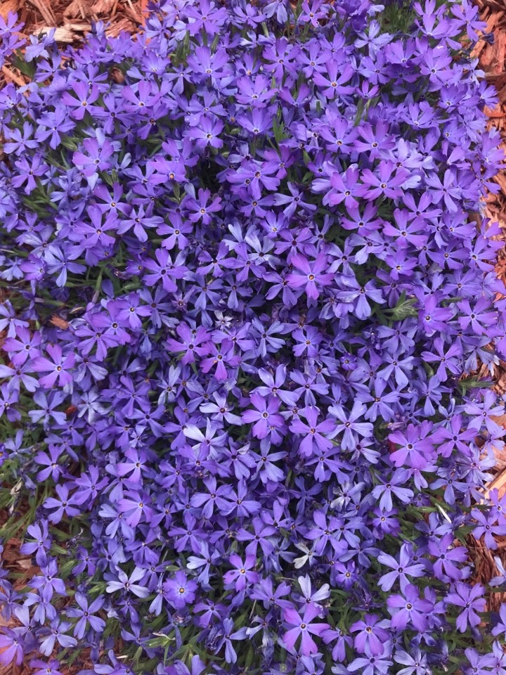 Flamas (Phlox) - PictureThis
