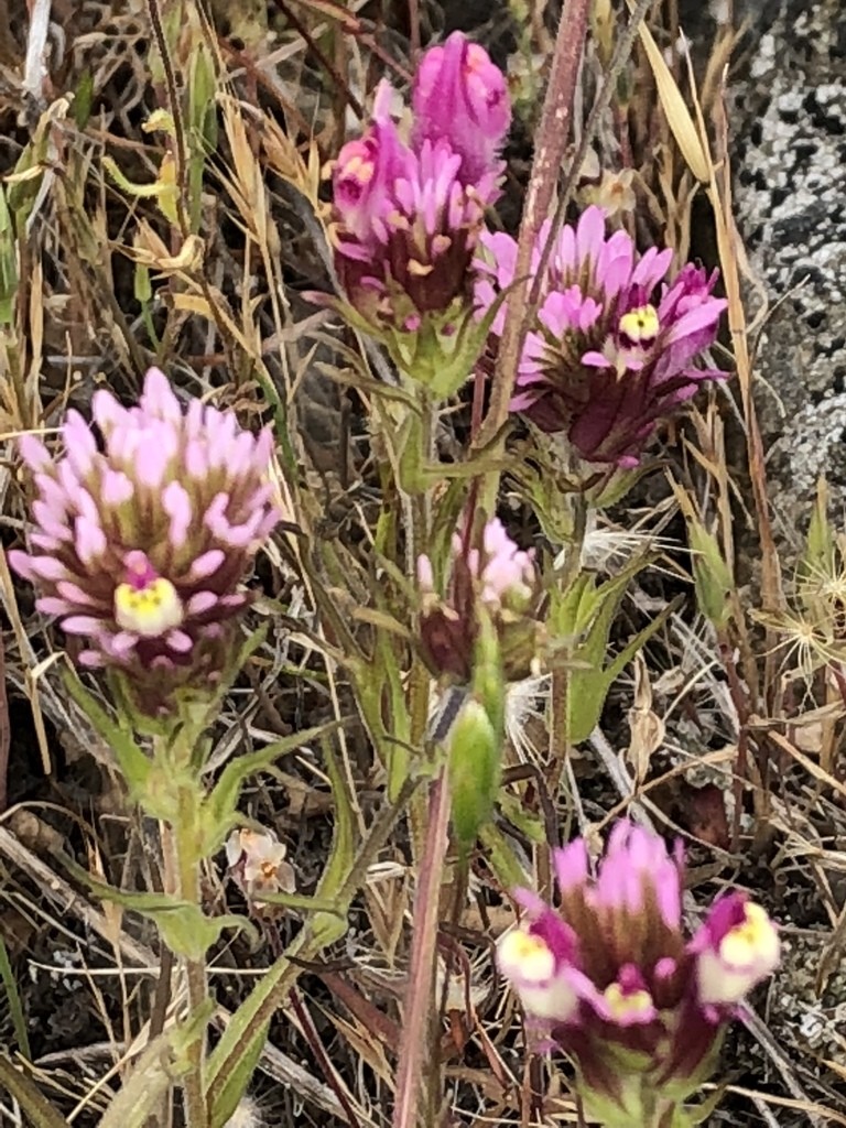 Castilleja densiflora - PictureThis