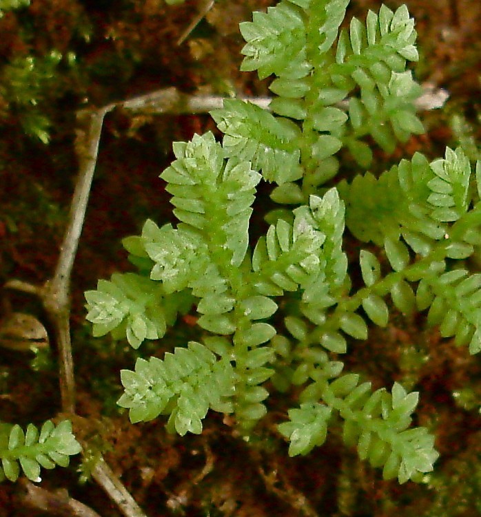 Selaginella ciliaris - PictureThis
