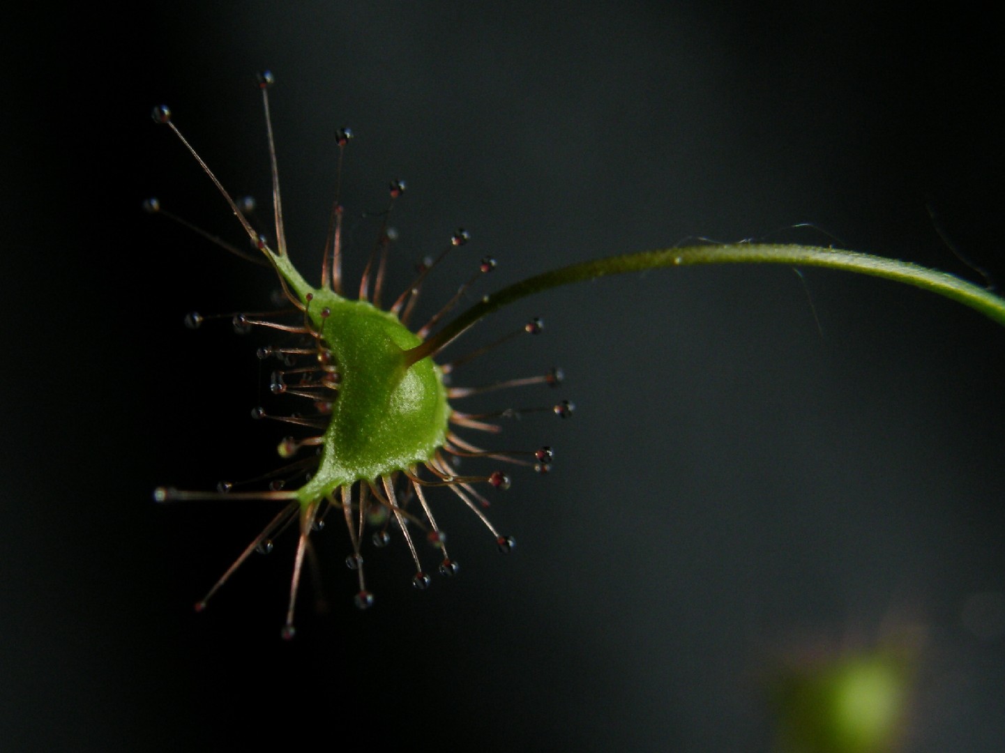 Drosera peltata subsp. auriculata - PictureThis
