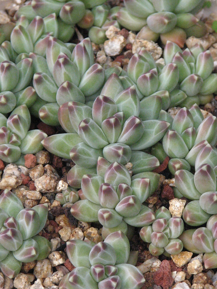 How to Plant and Grow Little jewel(Pachyphytum compactum)