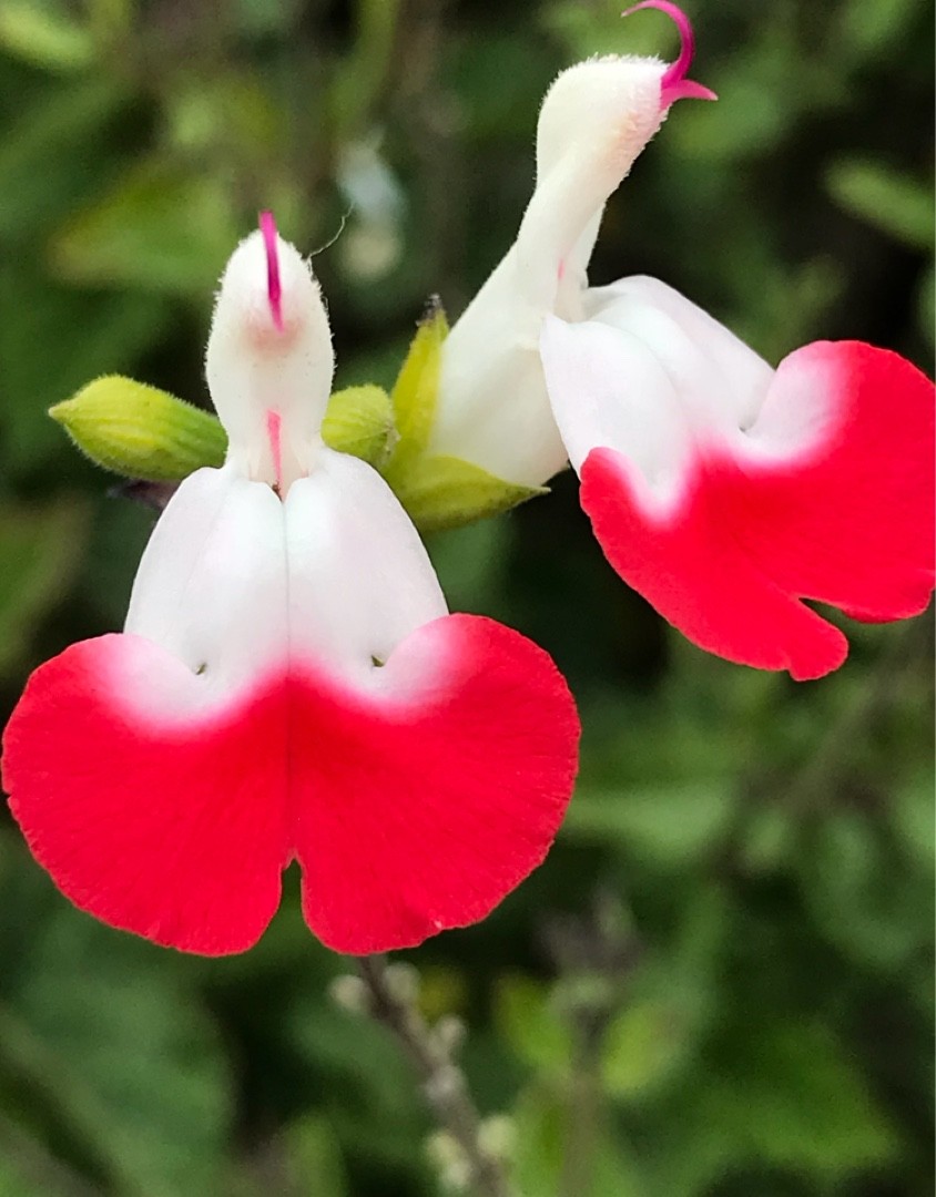 Baby sage (Salvia microphylla) Flower, Leaf, Care, Uses - PictureThis