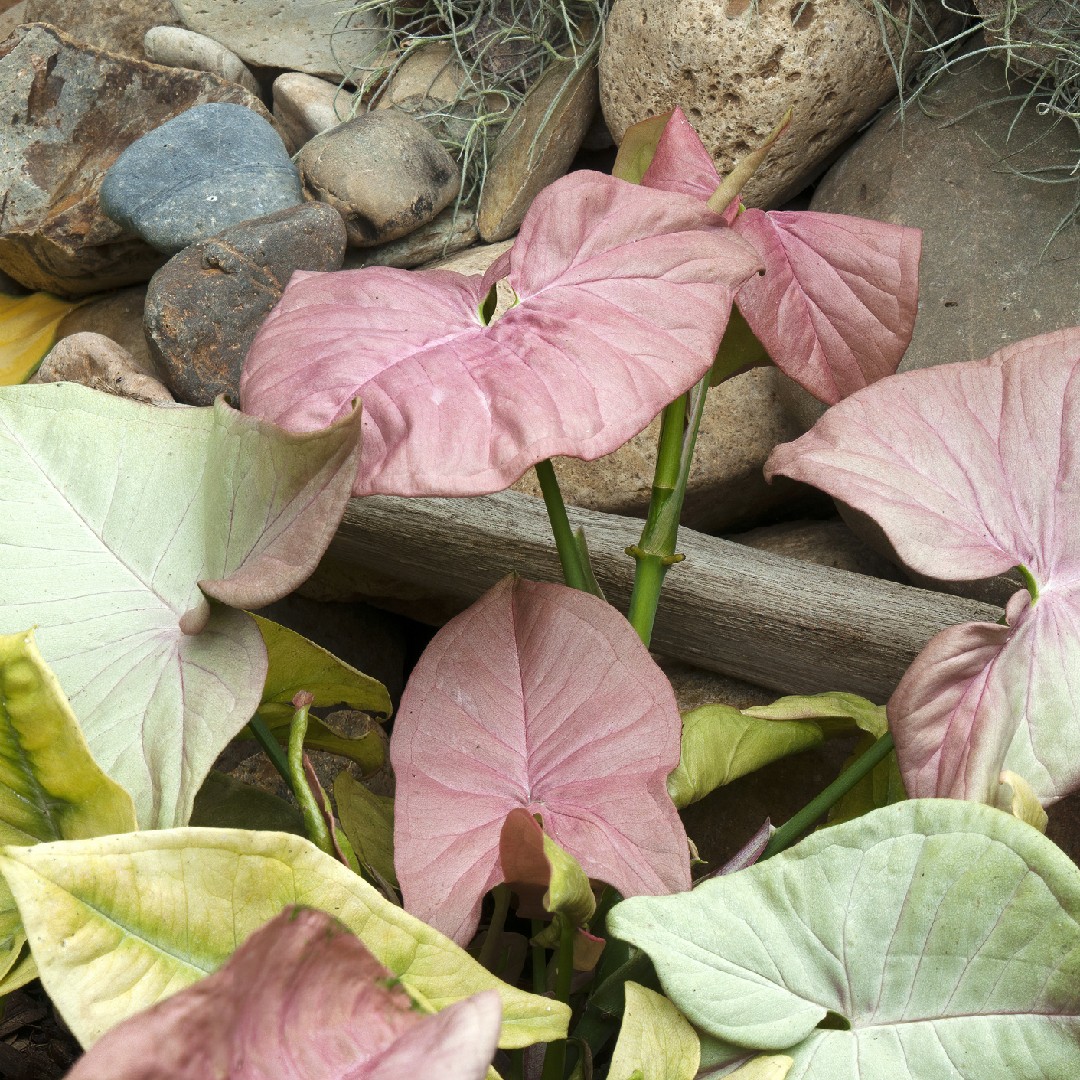 Syngonium (Syngonium) - Picturethis