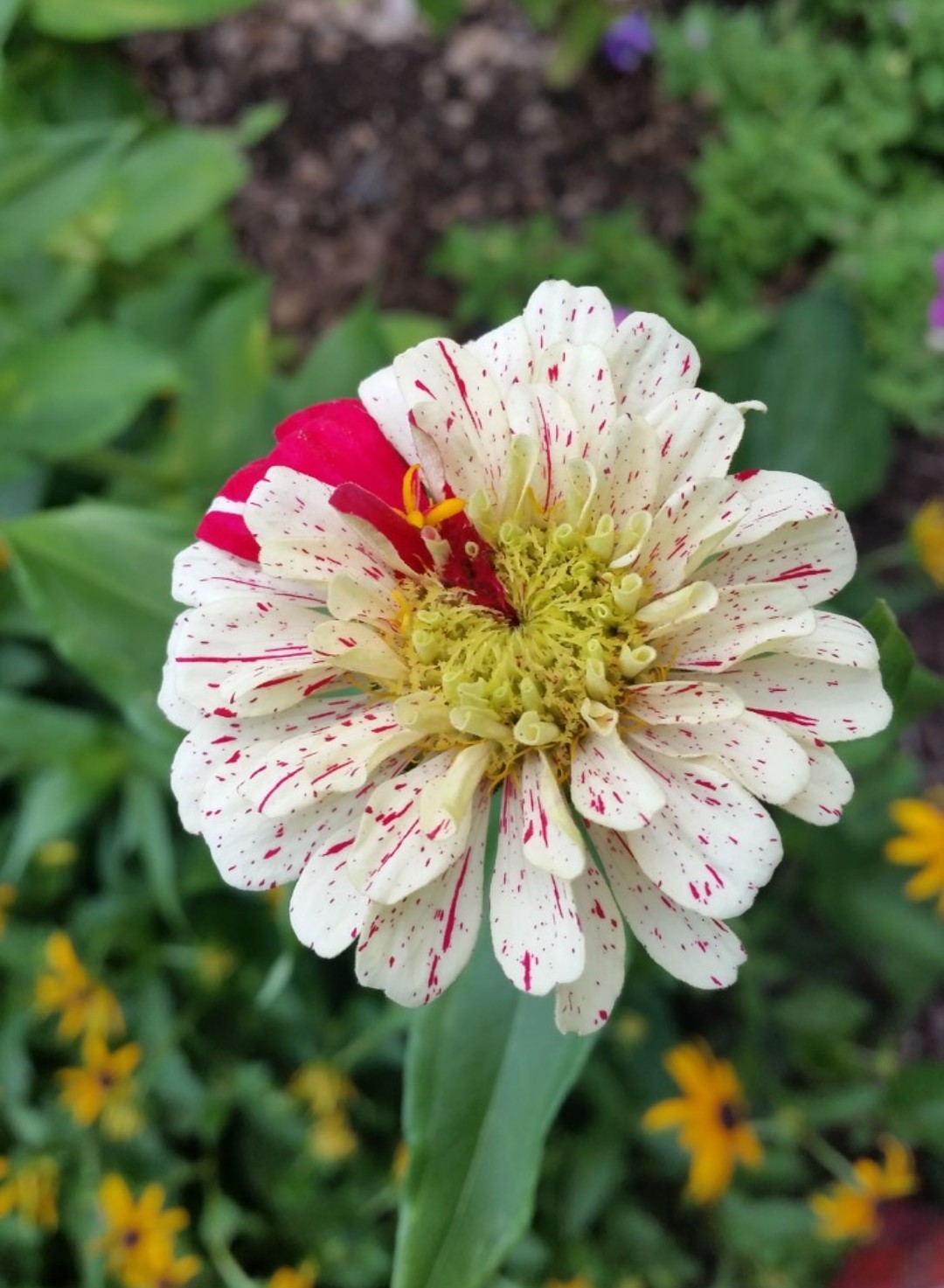 Zinnia elegans 'Pop Art White and Red' - PictureThis