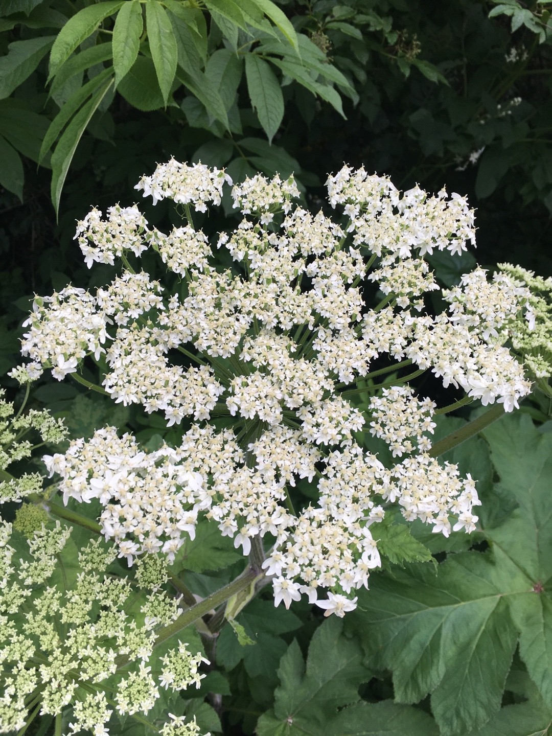 Heracleum - PictureThis