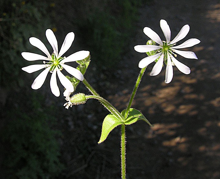 Hierba del pollo mexicana (Stellaria cuspidata) - PictureThis