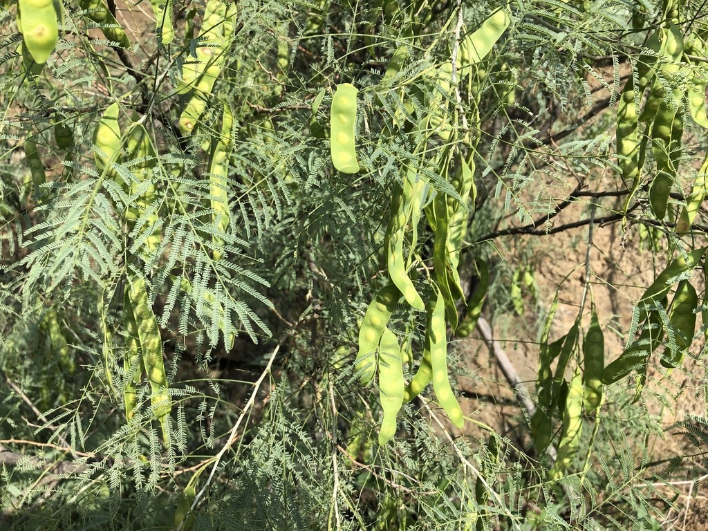 Prairie acacia (Acaciella angustissima) Flower, Leaf, Care, Uses ...
